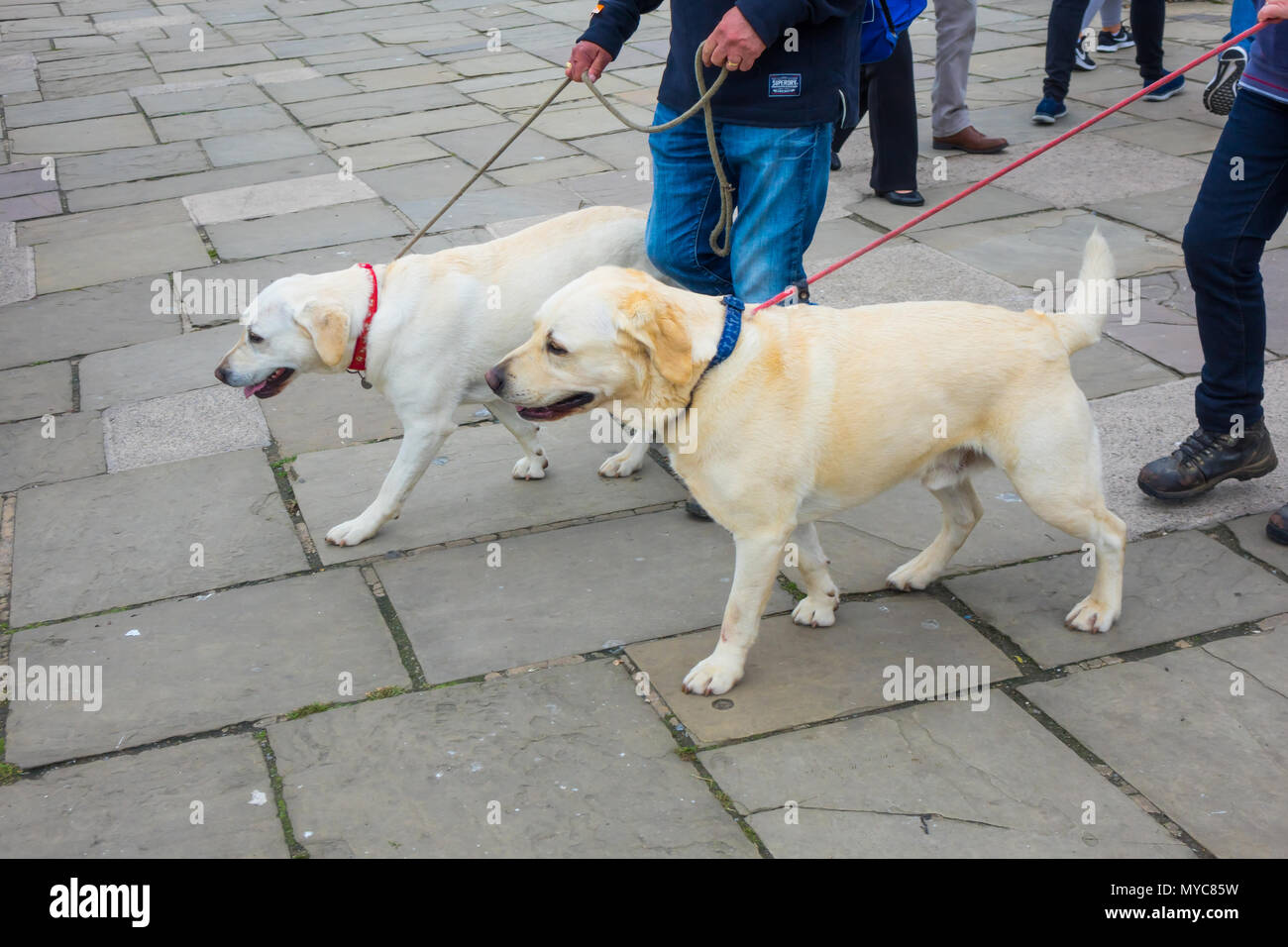A couple walking led by their calm well-behaved Golden Labrador dogs ...