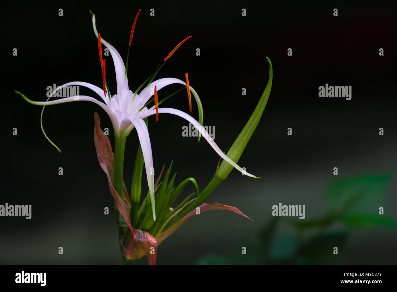 White single flower hi-res stock photography and images - Alamy