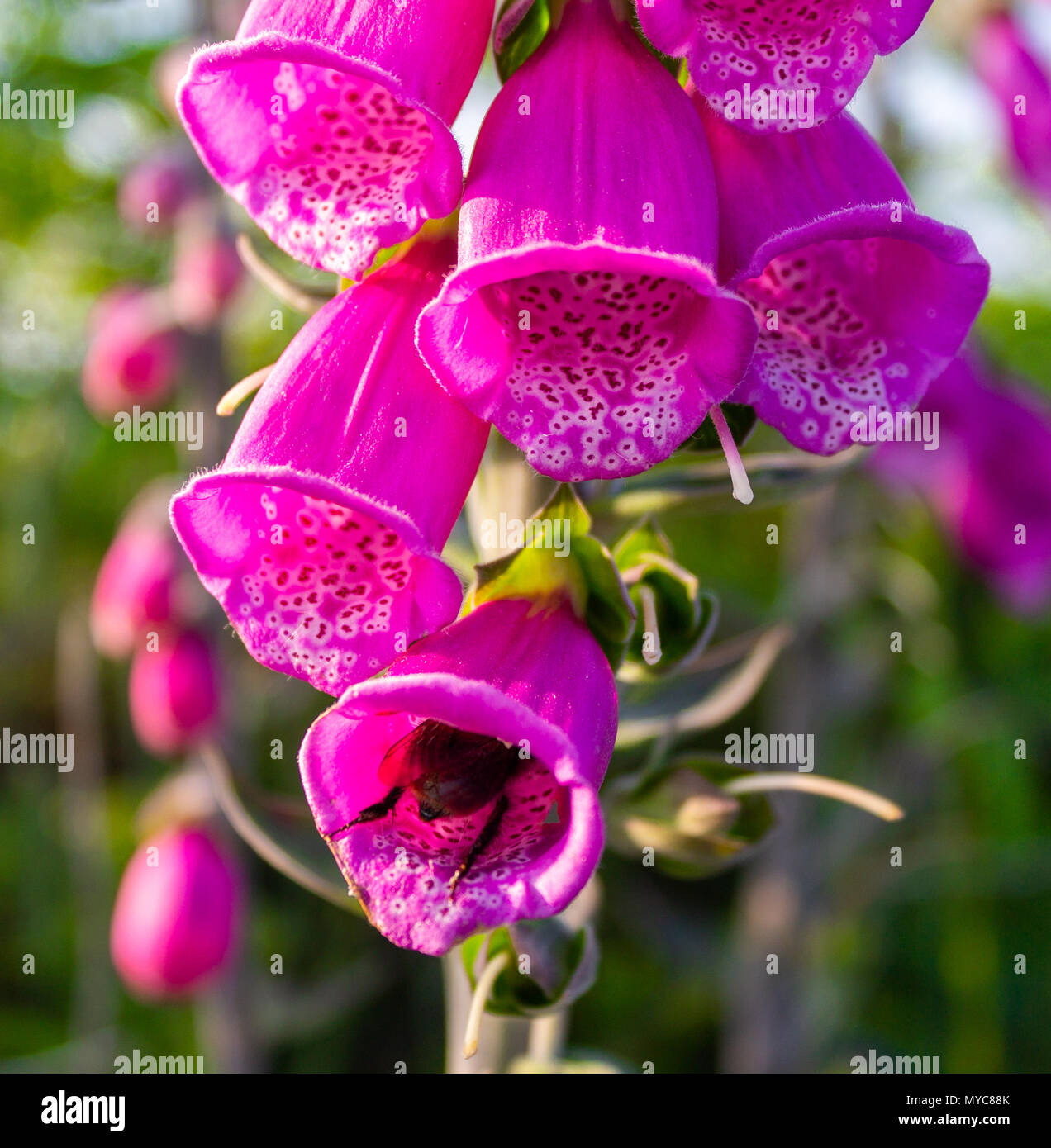 Summer flower bloom hi-res stock photography and images - Alamy