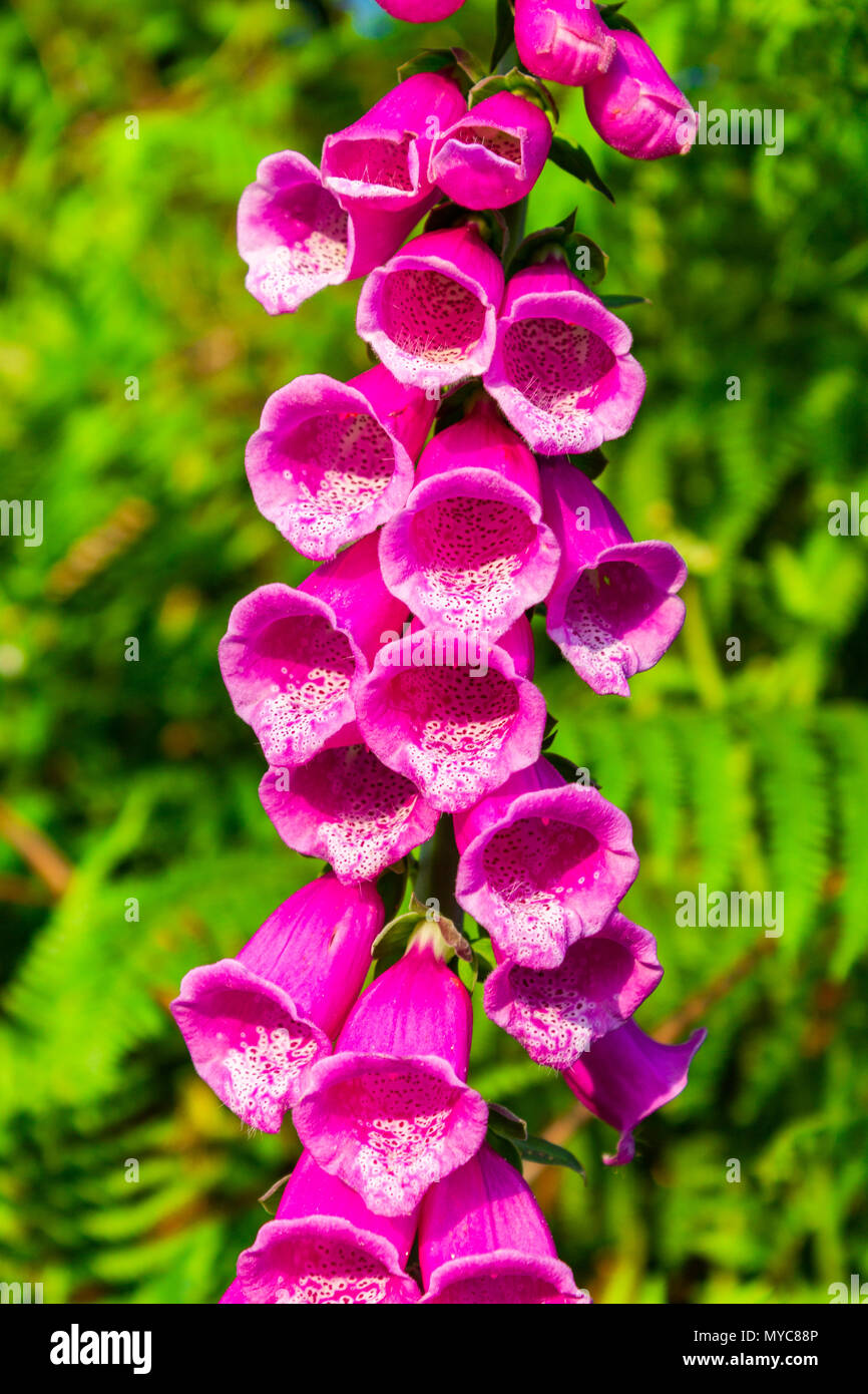Summer bloom hi-res stock photography and images - Alamy