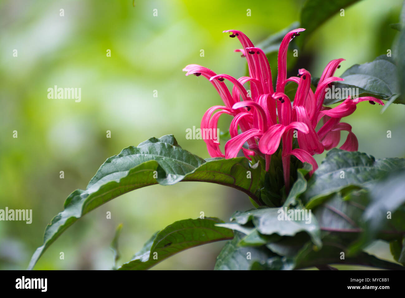 Beautiful Soft Pink Single Flower Stock Photo - Alamy