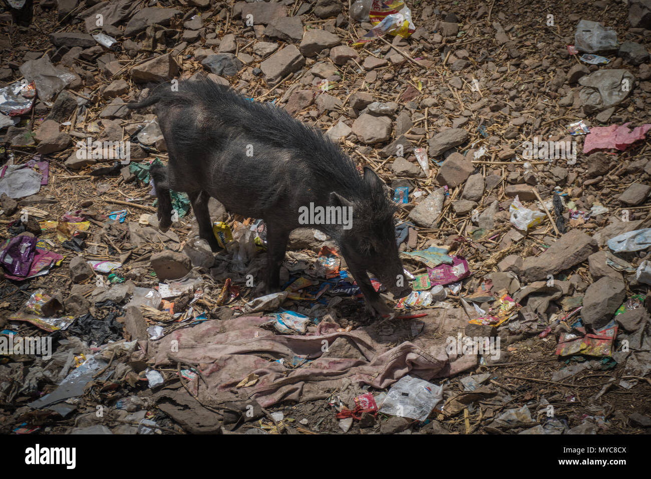 Pig Rummaging For Food High Resolution Stock Photography and Images - Alamy