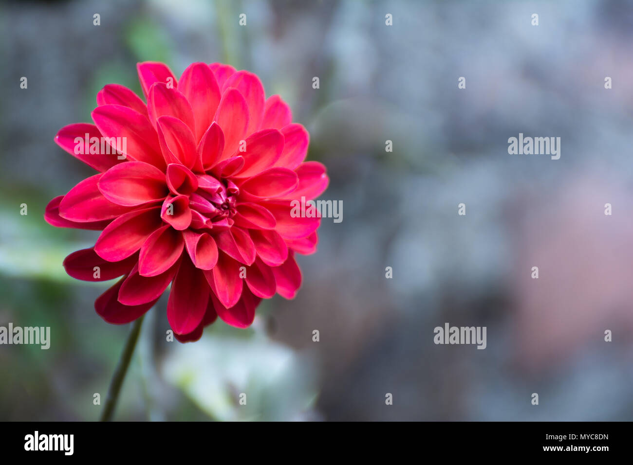 Red Dahlia Flower Stock Photo - Alamy