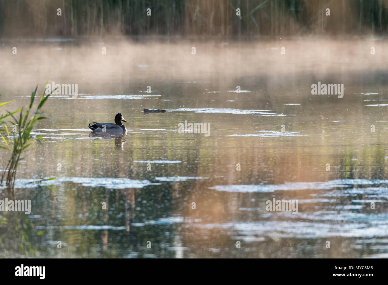 Male Mallard duck in a misty pond by early morning in spring season ...