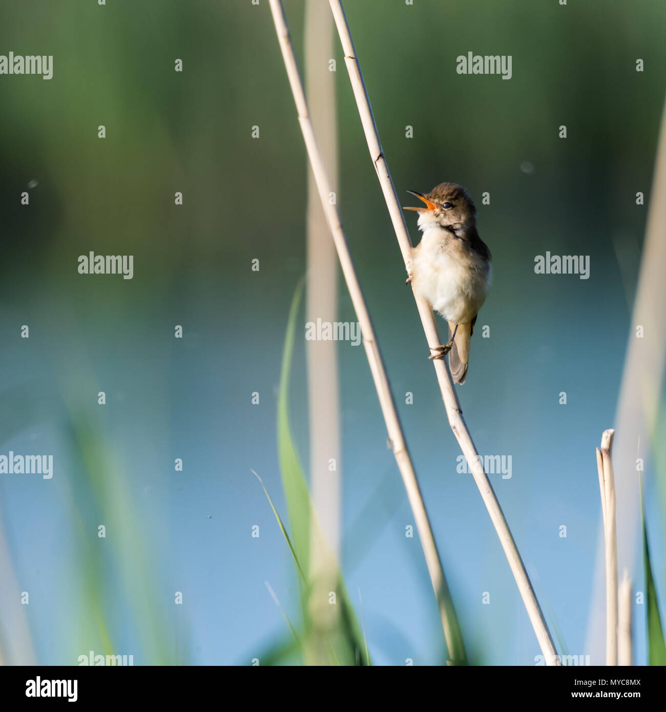 Singing Reed Warbler, Acrocephalus Scirpaceus, in its natural habitat ...