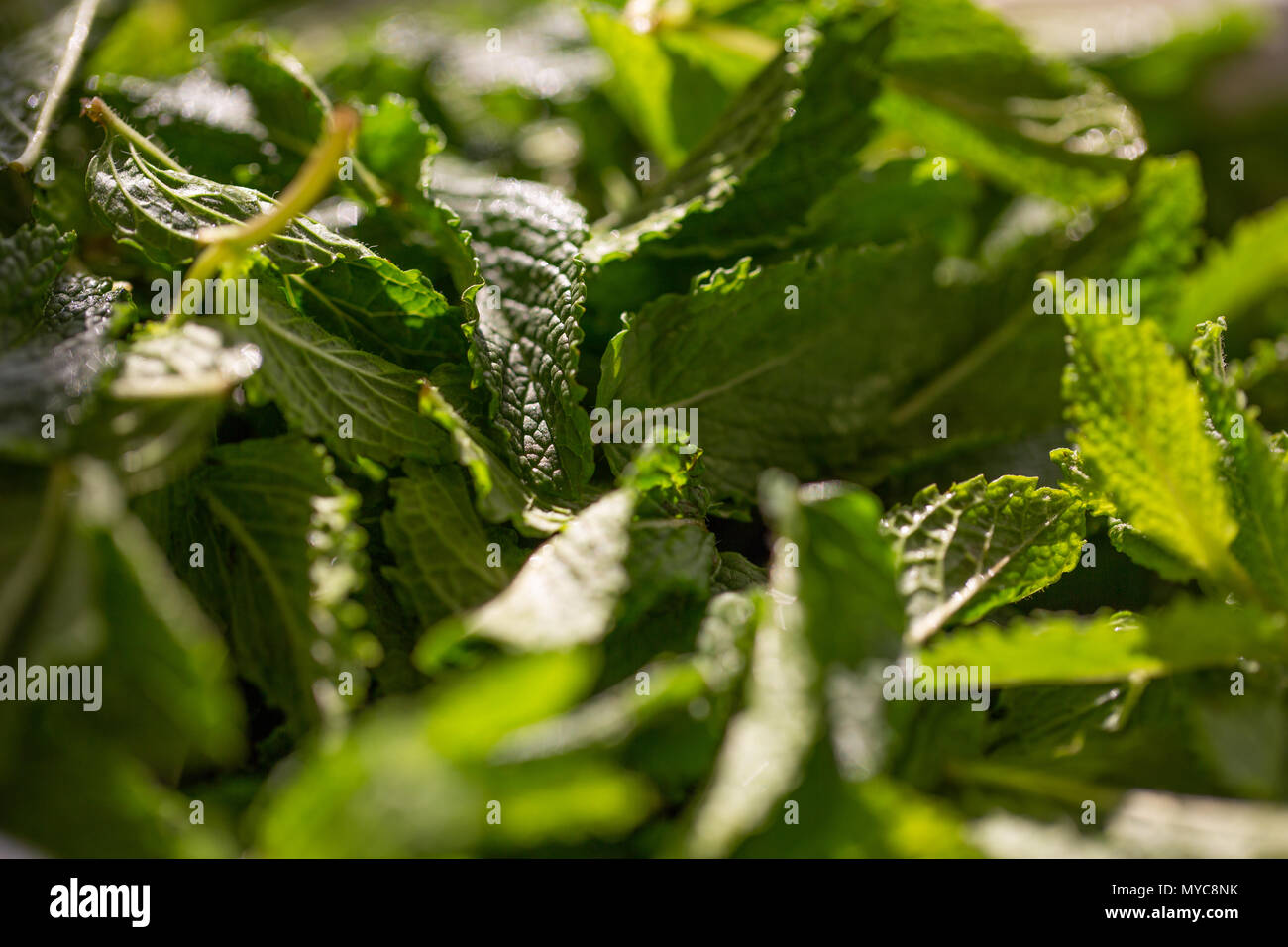 Marsh mint hi-res stock photography and images - Alamy