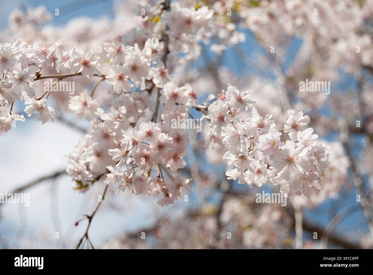 japan cherry blossom, sakura season Stock Photo - Alamy