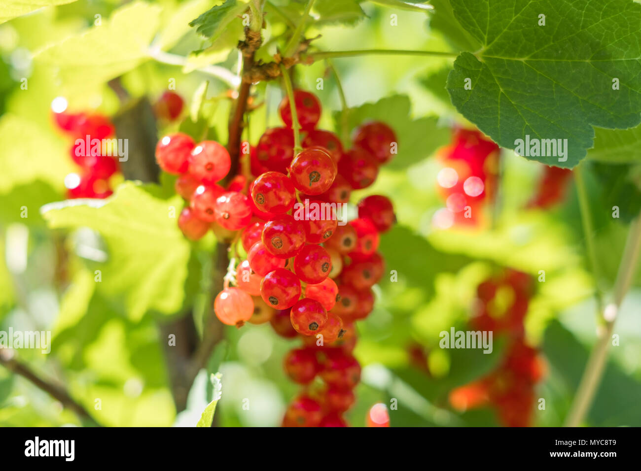 Garden red currant hi-res stock photography and images - Alamy