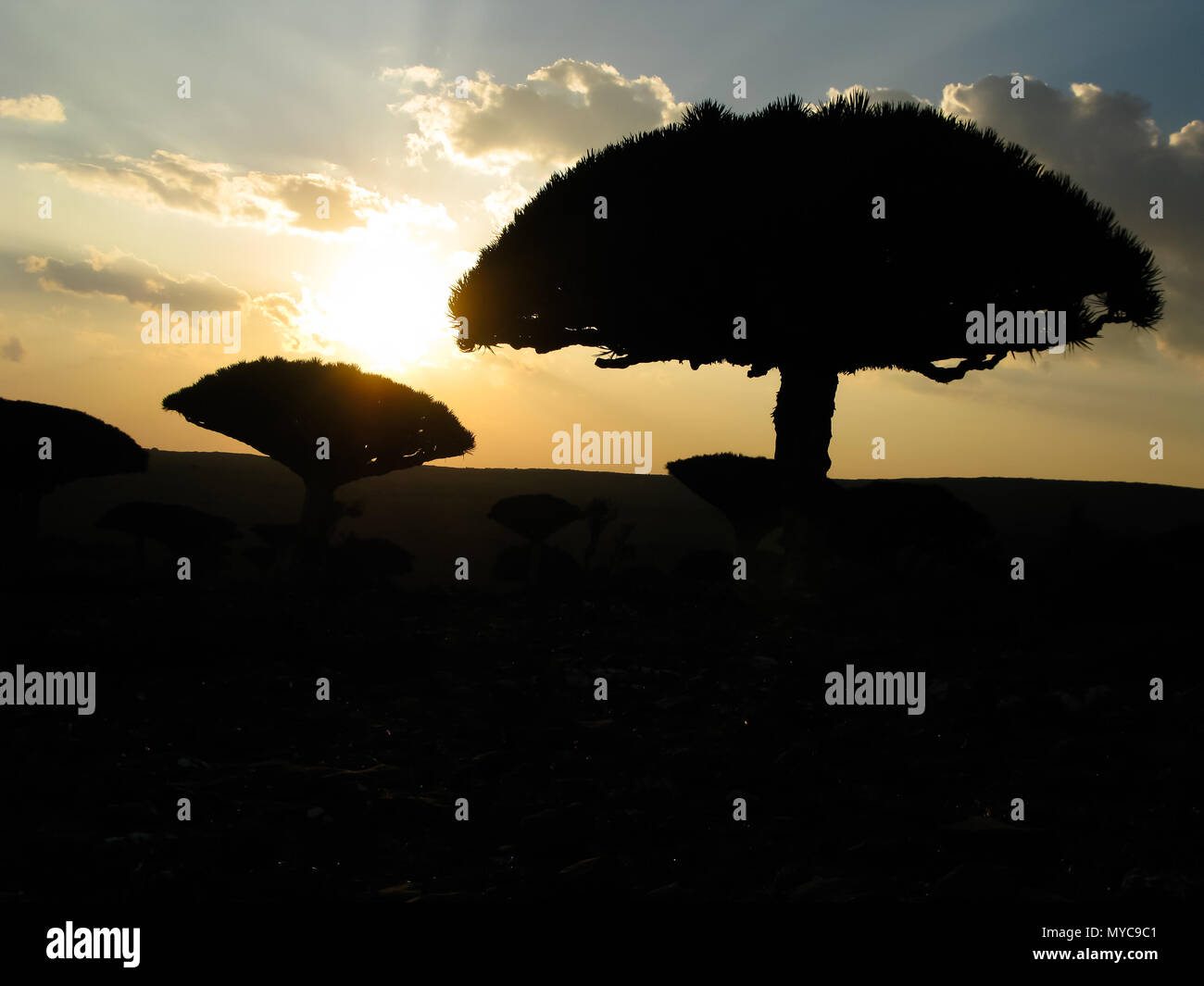 Contre-jour view to Dragon tree forest, endemic plant of Socotra island ...
