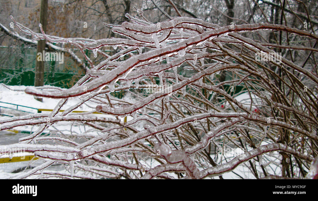 Closeup view to branches of tree after freezing rain at Moscow, Russia ...
