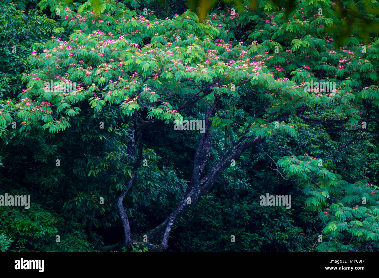 Tree with pink flower hi-res stock photography and images - Alamy