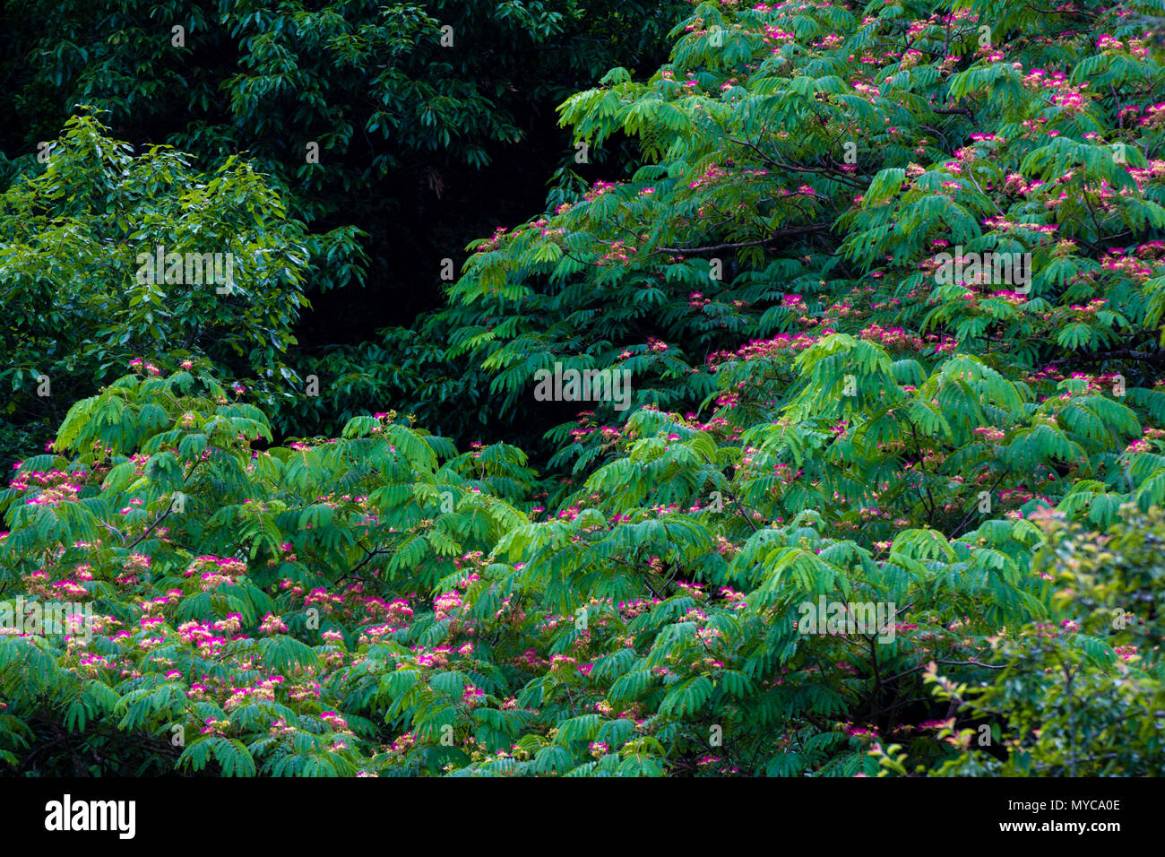 Tree with pink flower hi-res stock photography and images - Alamy