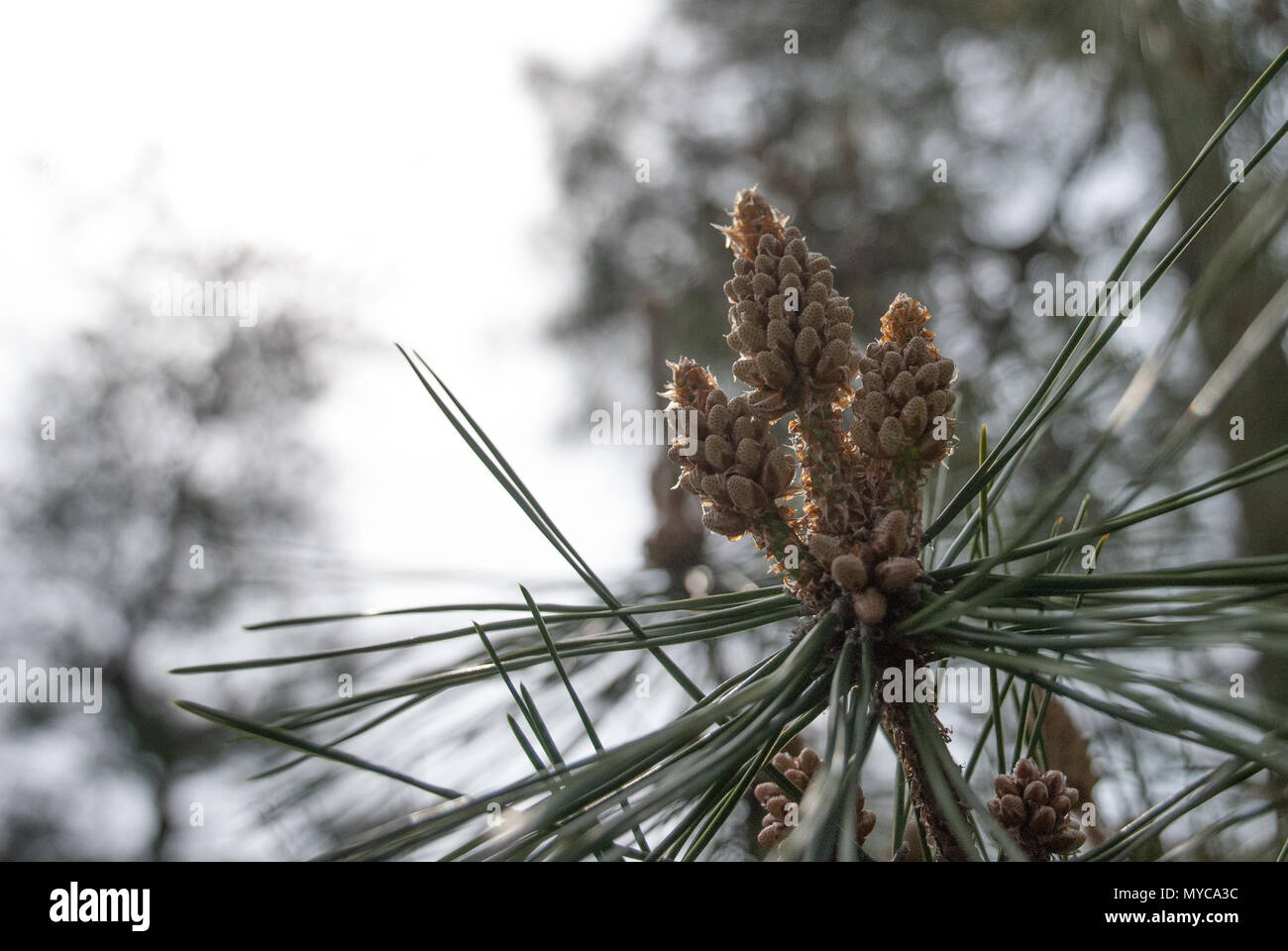pine tree and pine nuts Stock Photo - Alamy
