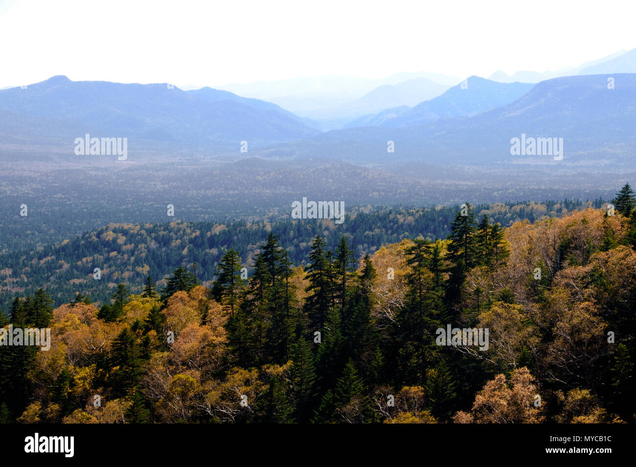 treescape, sea of tree in hokkaido mountain Stock Photo - Alamy