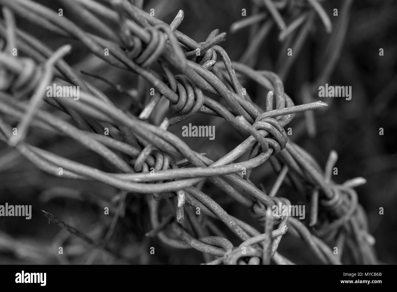 Monochrome conversion of a close-up of barbed wire. Abstract metal ...