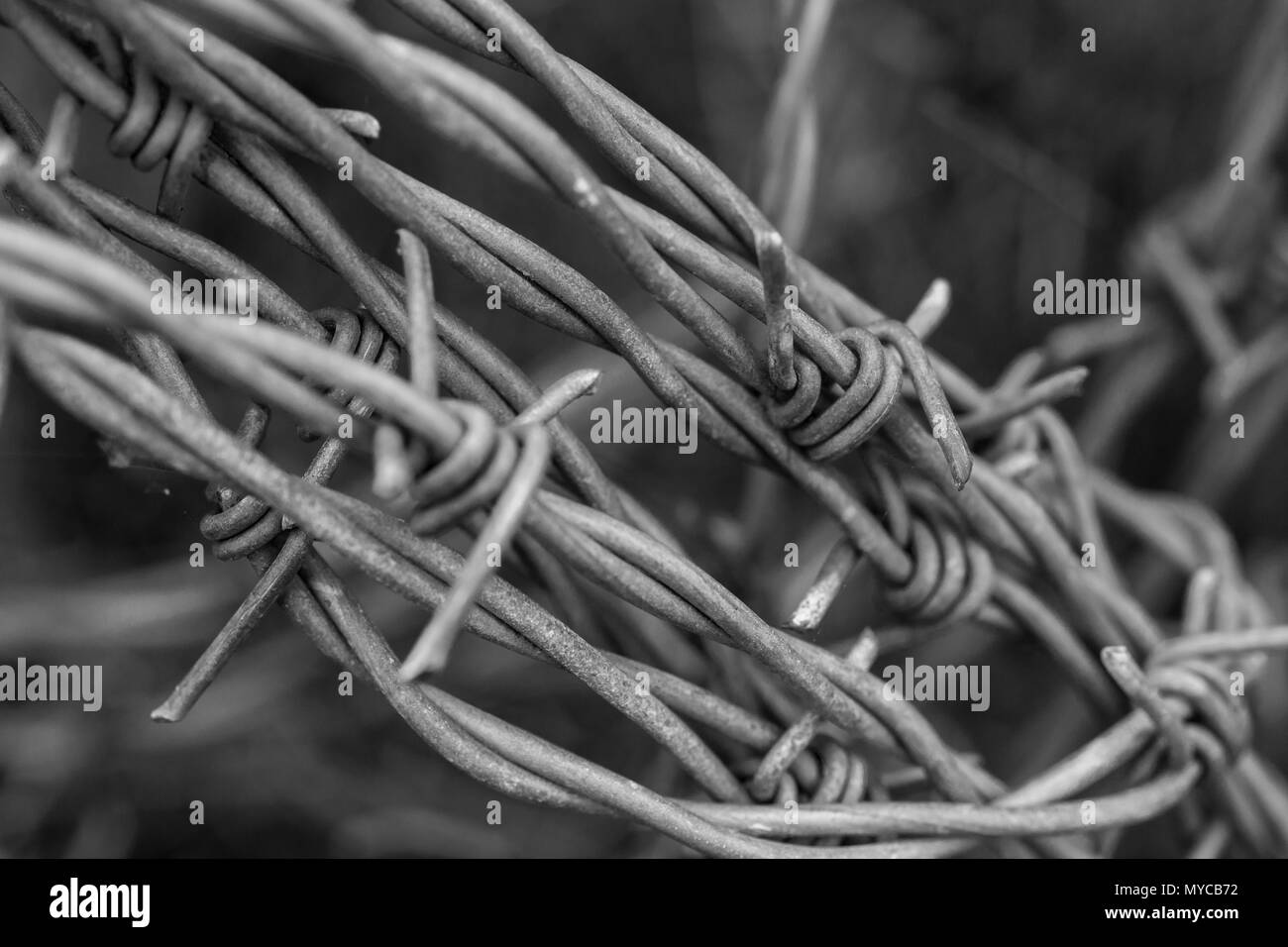 Monochrome conversion of a close-up of barbed wire. Abstract metal ...