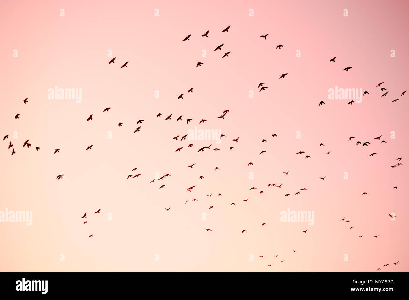 Flock of birds seen flying in the sky Stock Photo - Alamy