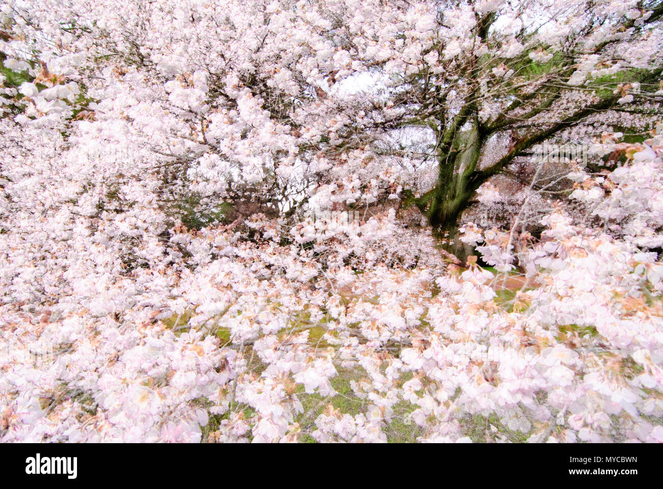 japan cherry blossom, sakura season Stock Photo - Alamy