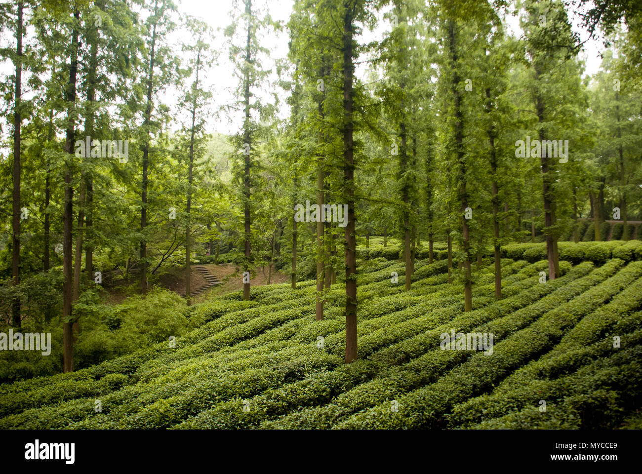 tea farming in forest Stock Photo - Alamy