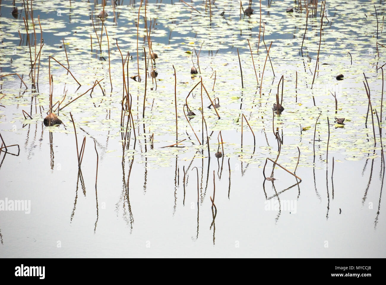 abstract dead lotus leaves in the pond Stock Photo - Alamy