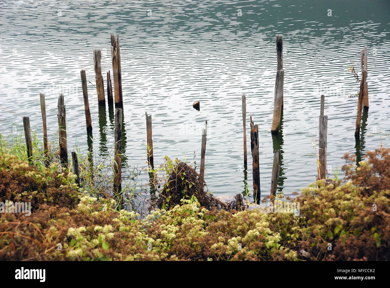 Lake edge with wood sticks Stock Photo - Alamy