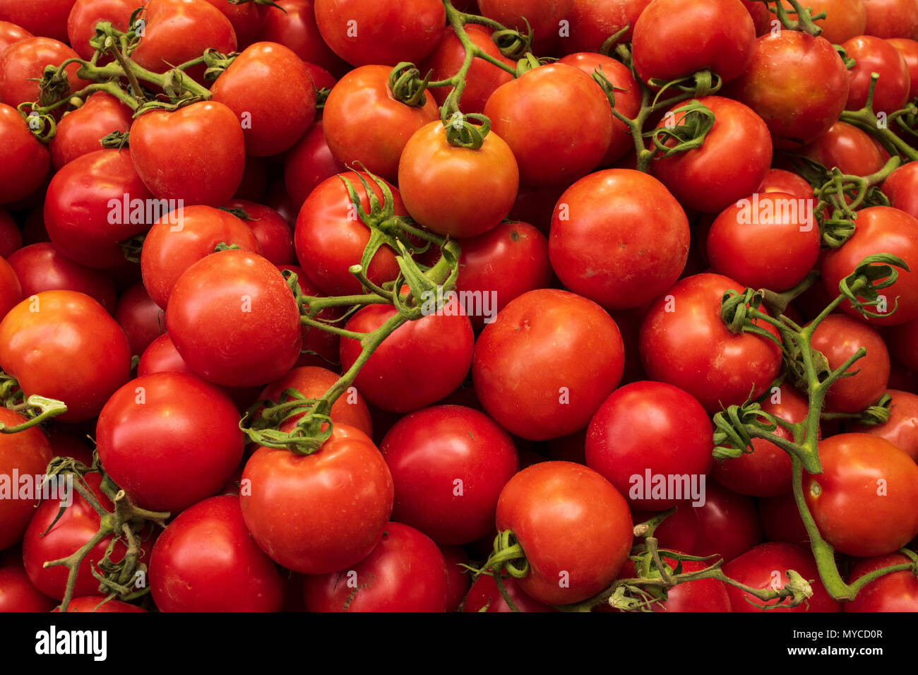 Tomatoes, bright red small round sherry, food background fresh tomatoes ...
