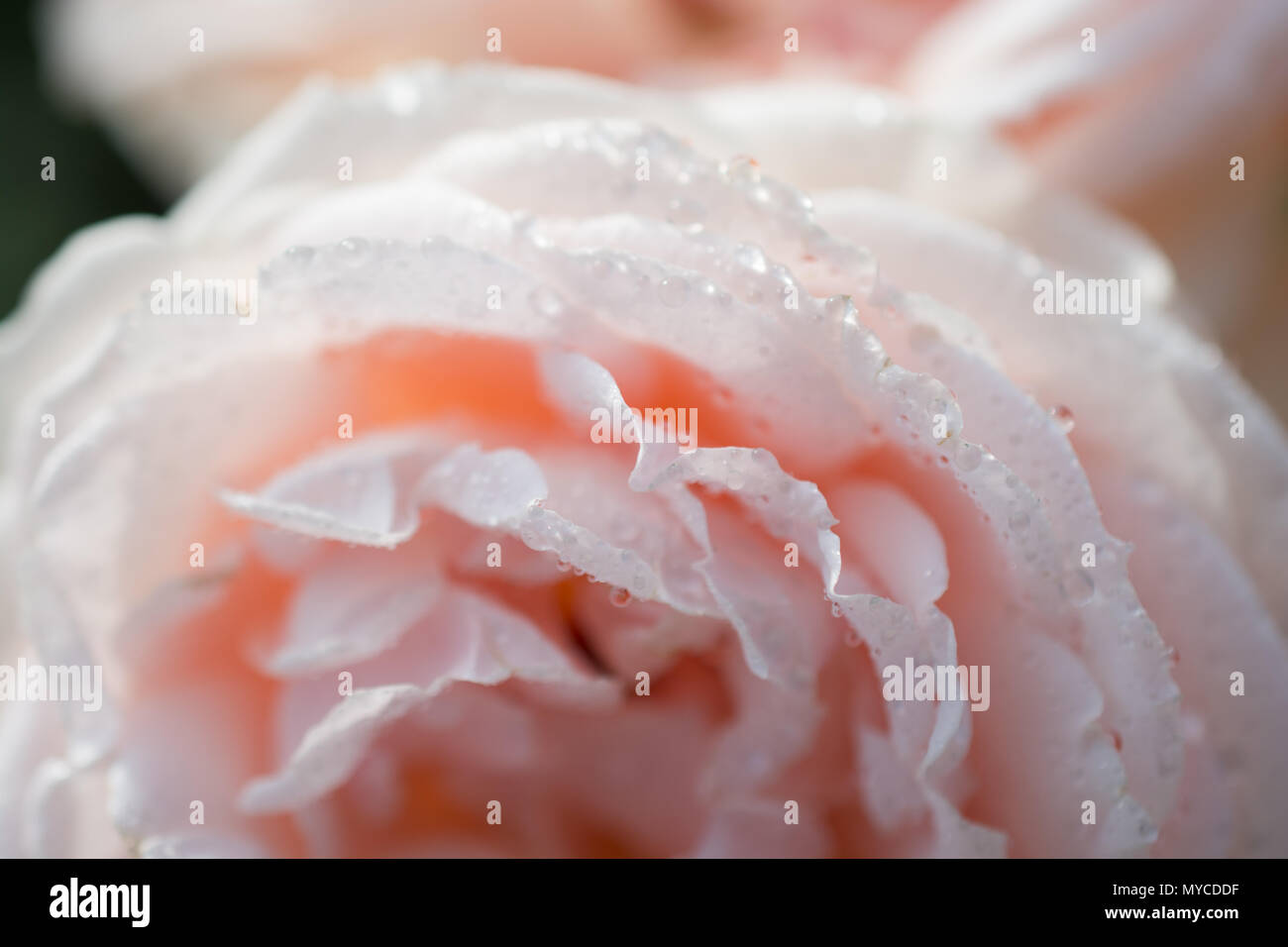 Colorful Rose On Water