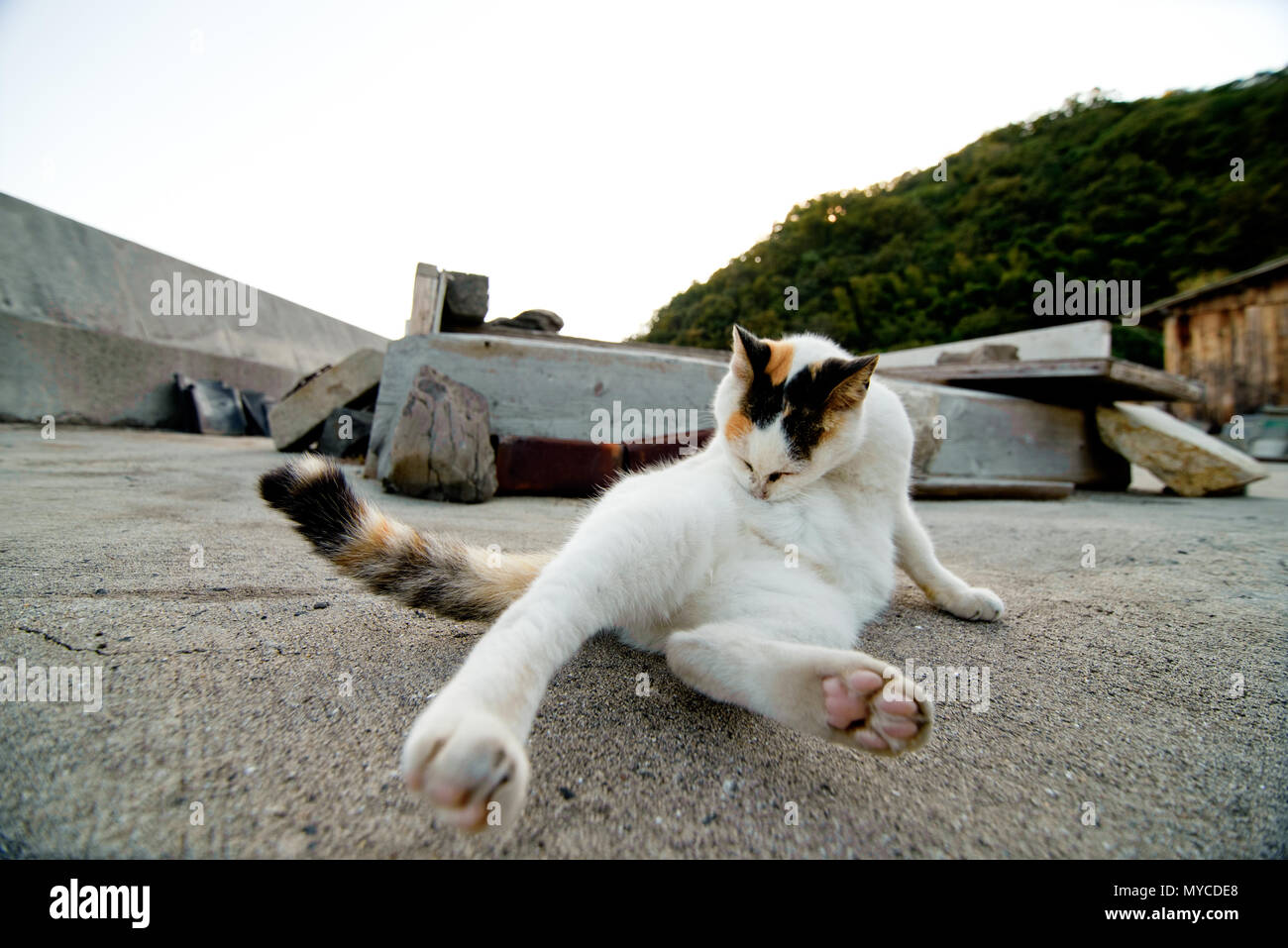 Aoshima cat hi-res stock photography and images - Alamy