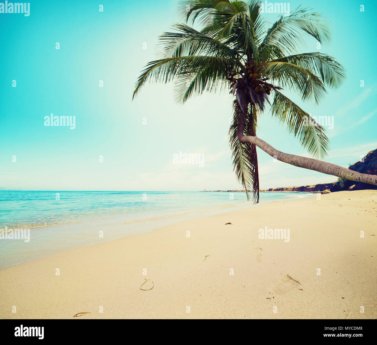 Tropical beach with coconut tree and clean sea Stock Photo - Alamy
