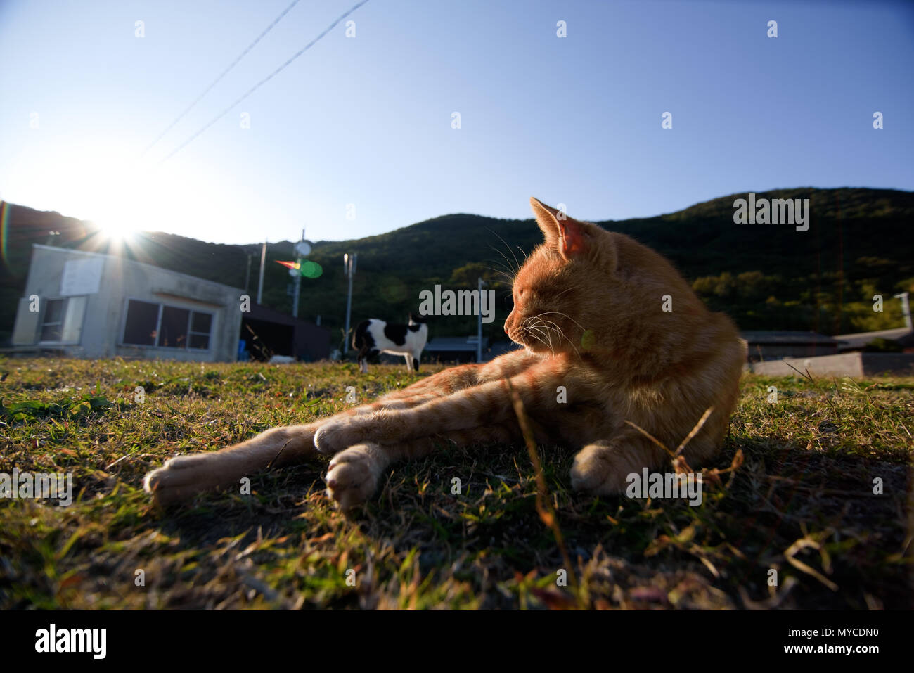 Aoshima cat hi-res stock photography and images - Alamy