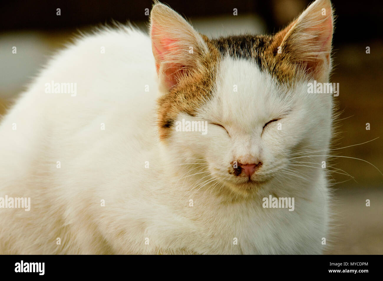 Aoshima cat hi-res stock photography and images - Alamy