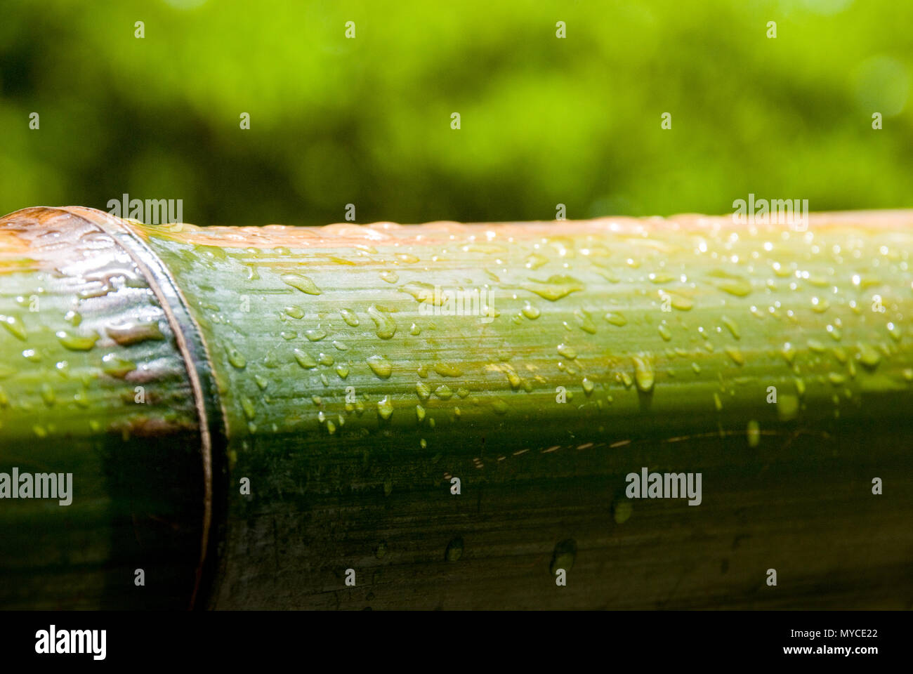 bamboo with dew Stock Photo - Alamy