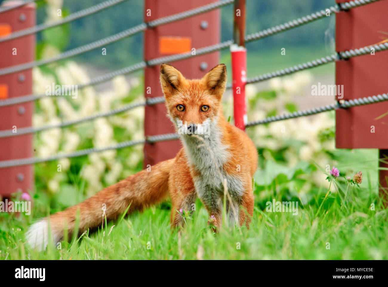 little fox in the park Stock Photo - Alamy