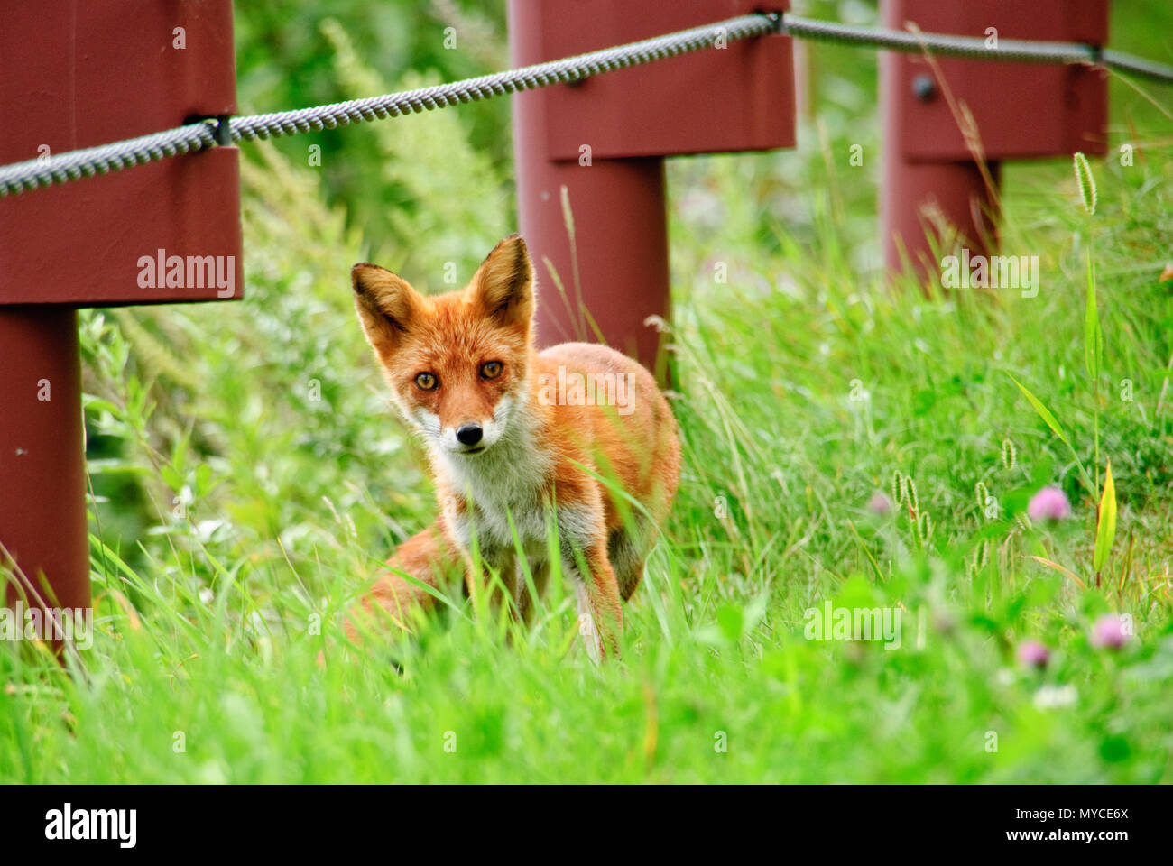 Nervous fox hi-res stock photography and images - Alamy