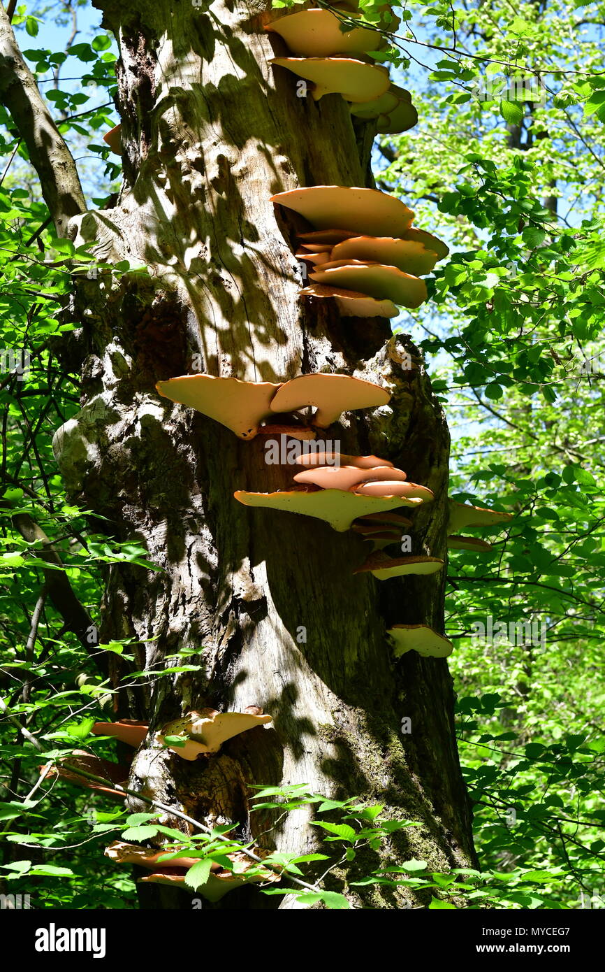 Fungai hi-res stock photography and images - Alamy