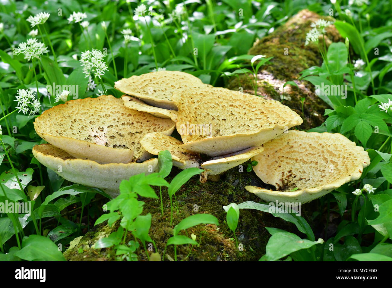 Fungai hi-res stock photography and images - Alamy