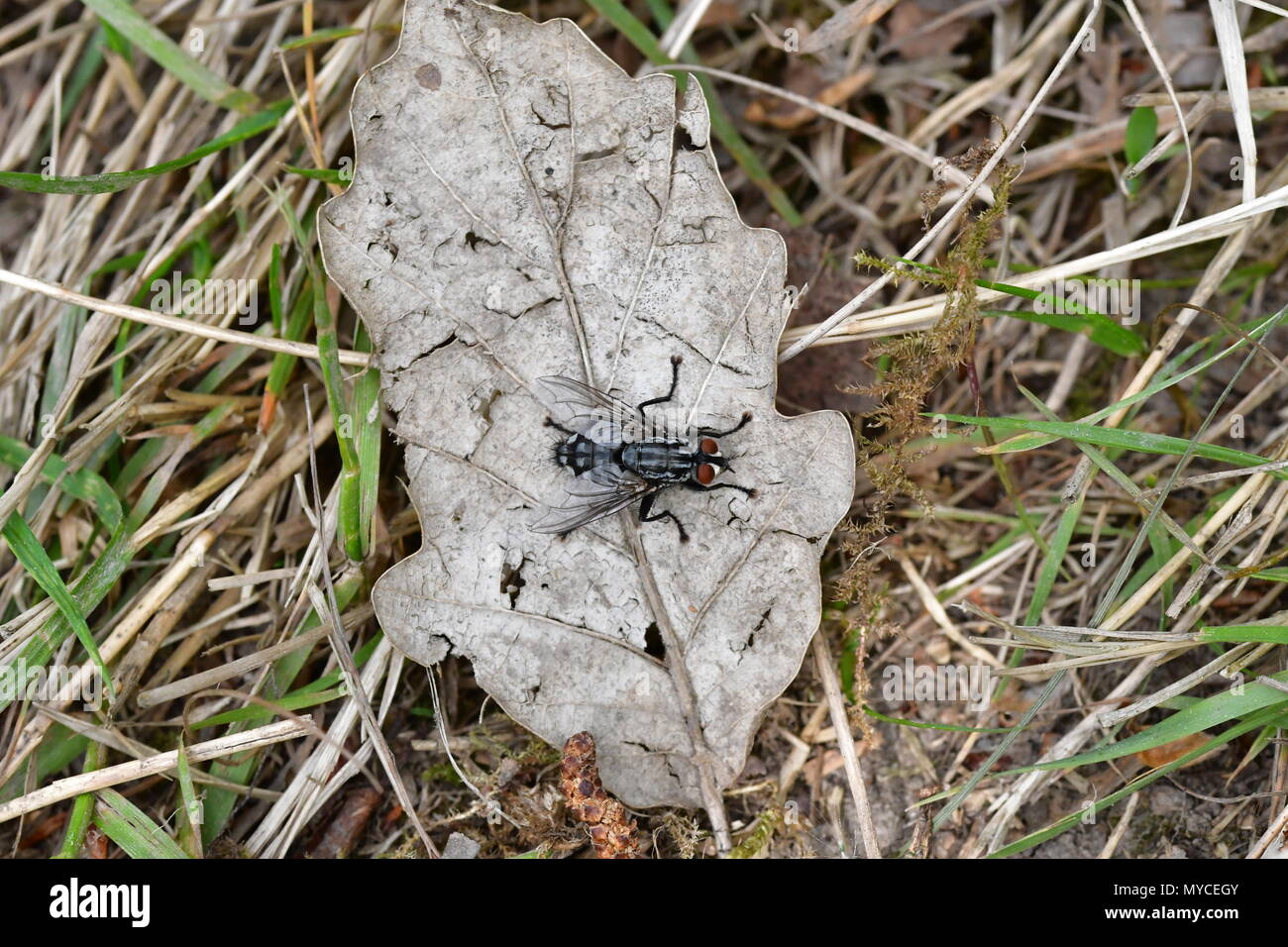 Corpse wildlife hi-res stock photography and images - Alamy
