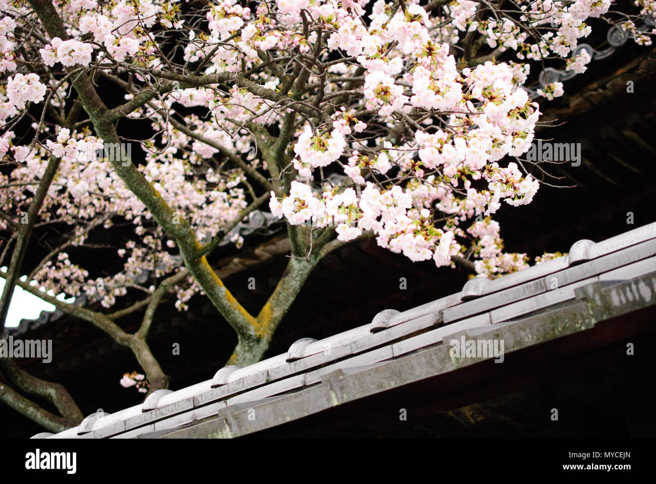 japan cherry blossom, sakura season Stock Photo - Alamy