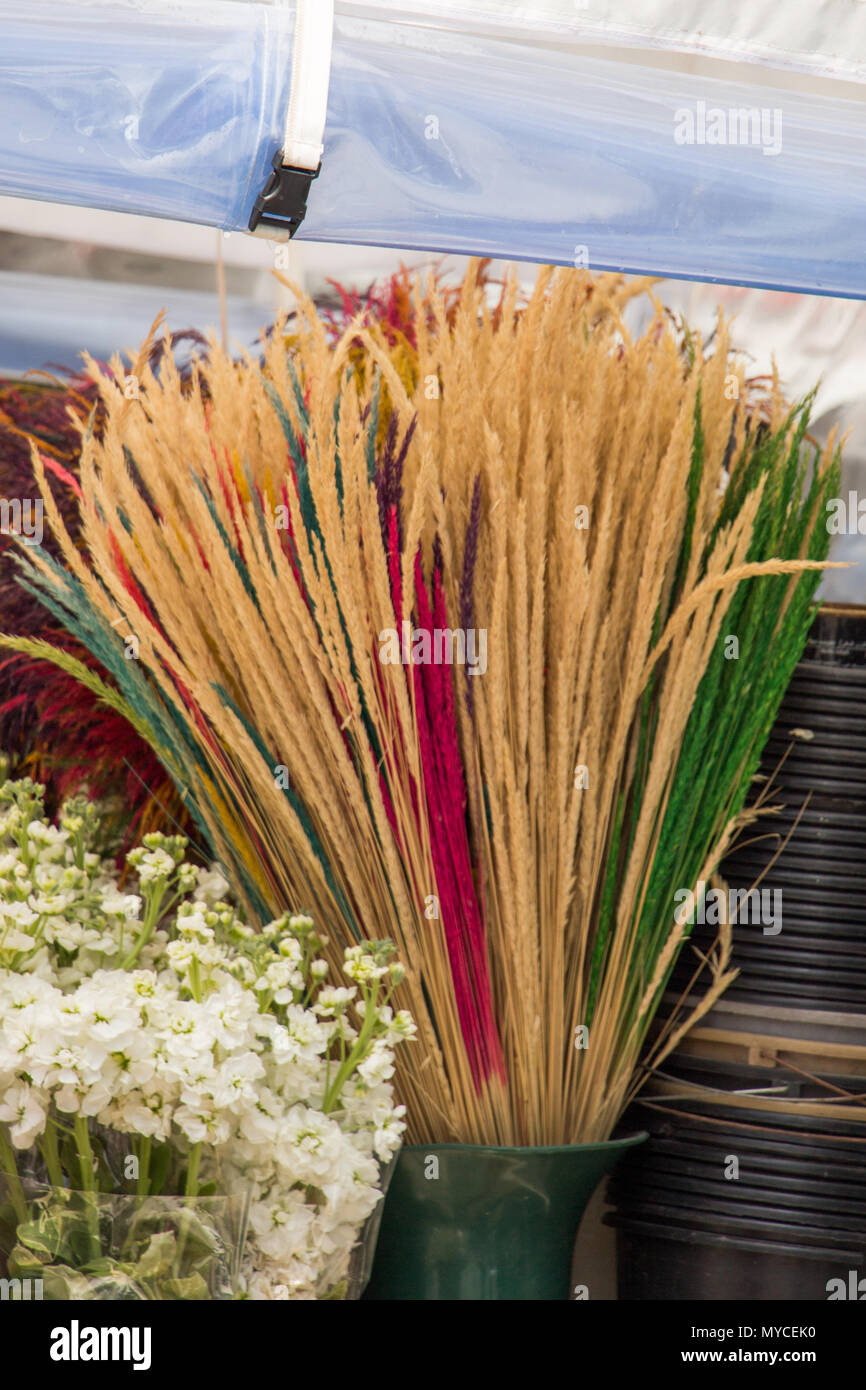 Beautiful colorful natural flowers in dry form Stock Photo - Alamy