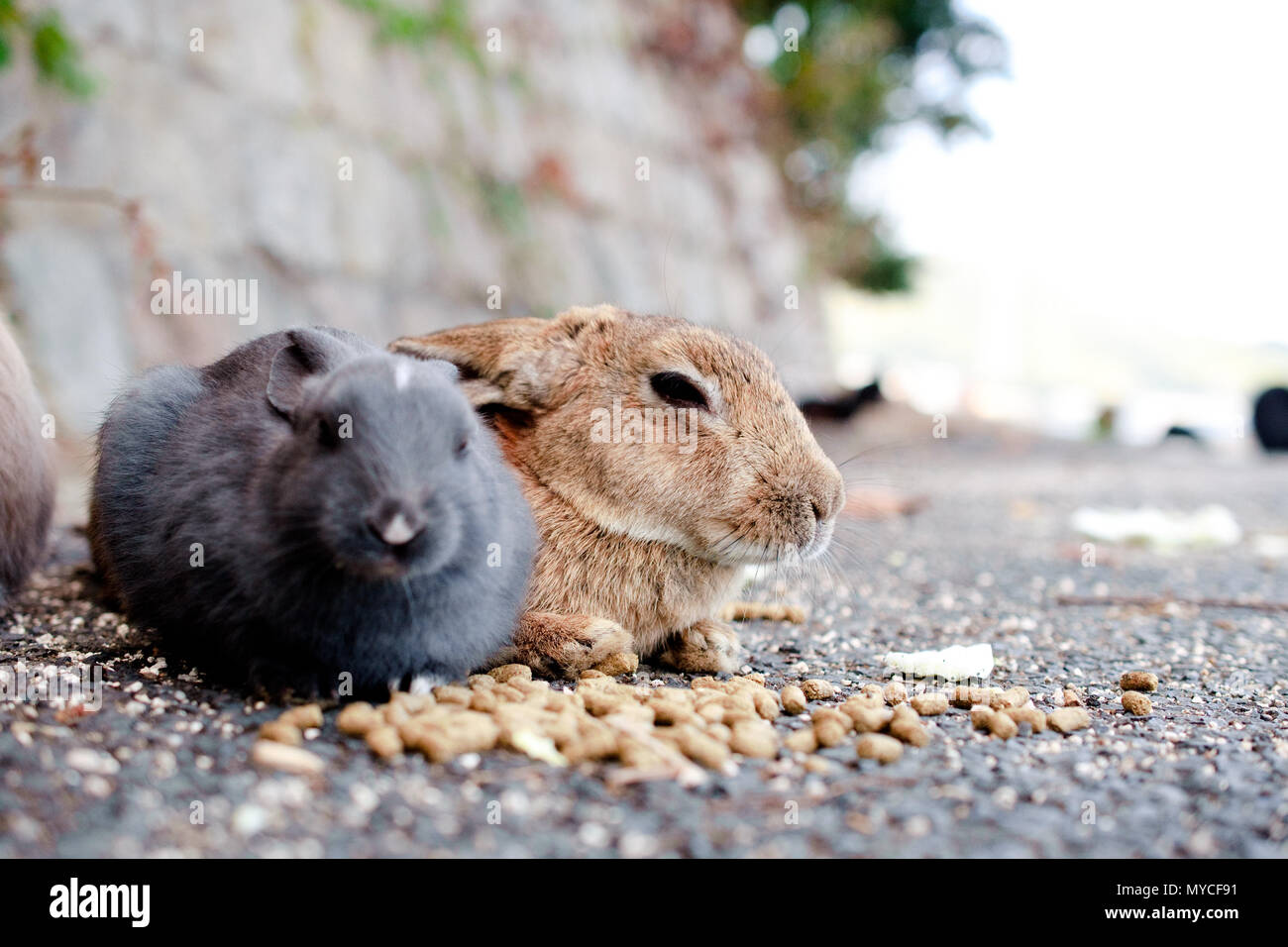 cute wild bunny rabbits in japan's rabbit island, okunoshima Stock ...