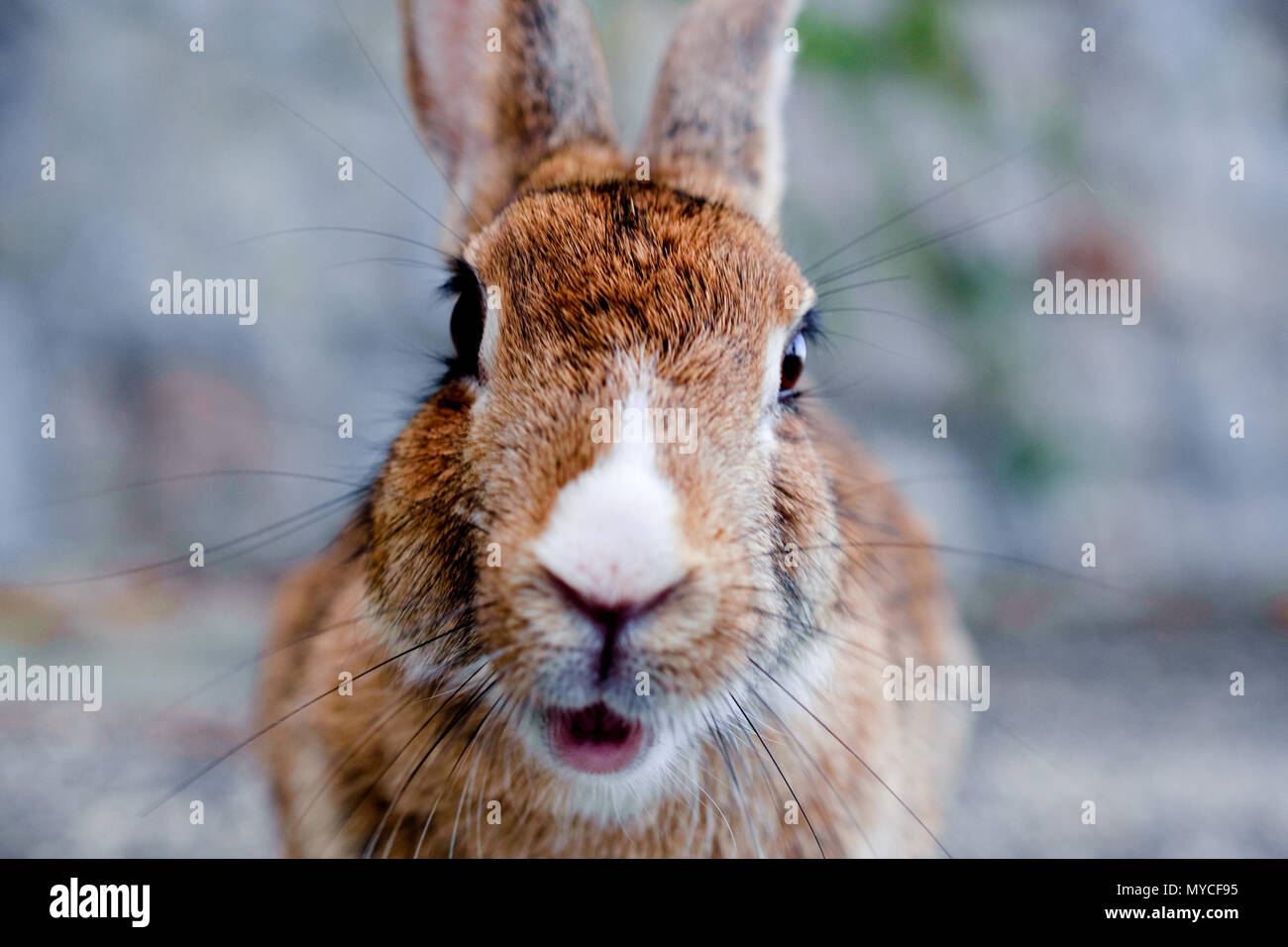 cute wild bunny rabbits in japan's rabbit island, okunoshima Stock ...