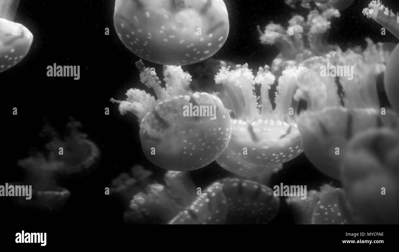 Cassiopeia jellyfish Black and White Stock Photos & Images - Alamy