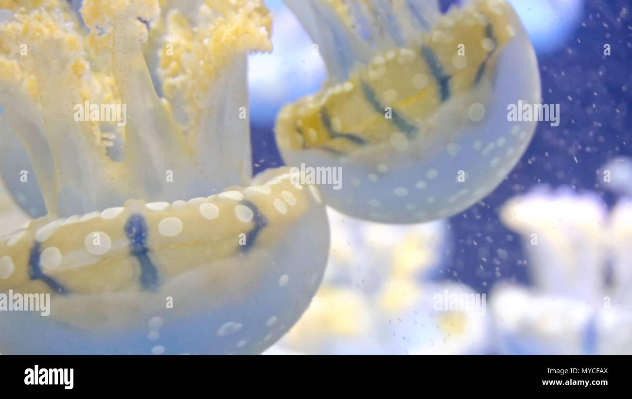 Golden jellyfish palau hi-res stock photography and images - Alamy