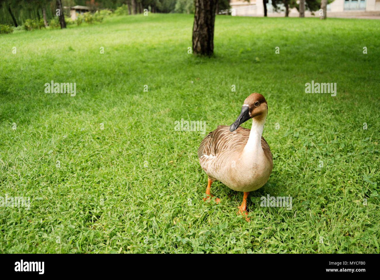 Duck walking hi-res stock photography and images - Alamy