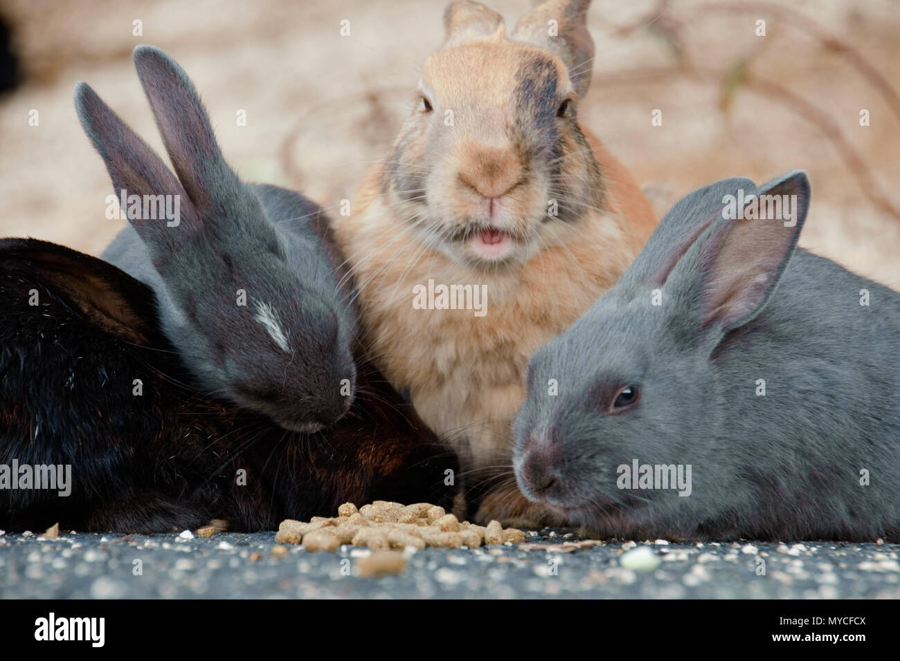 cute wild bunny rabbits in japan's rabbit island, okunoshima Stock ...