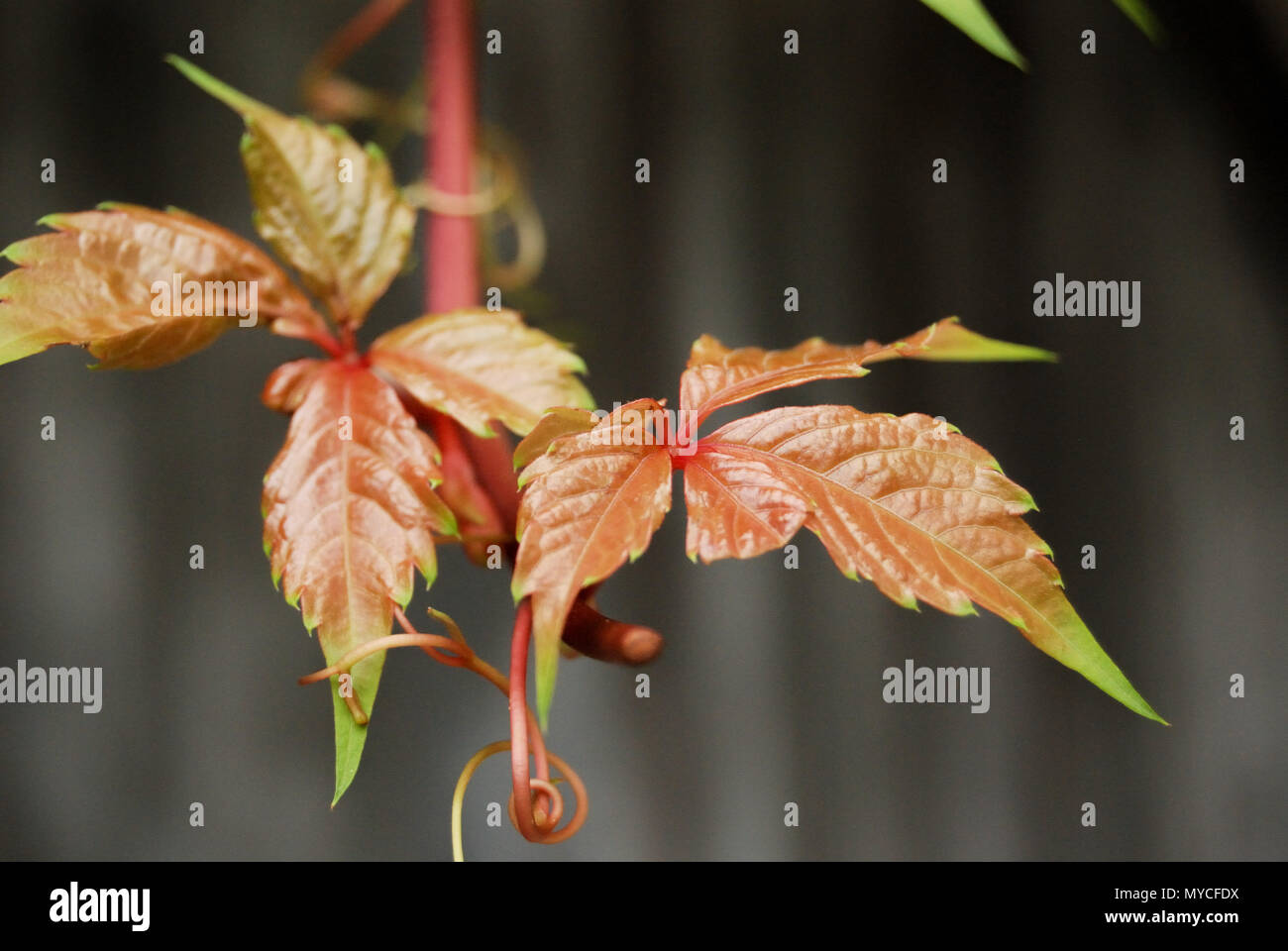 Natural hanging vines hi-res stock photography and images - Alamy