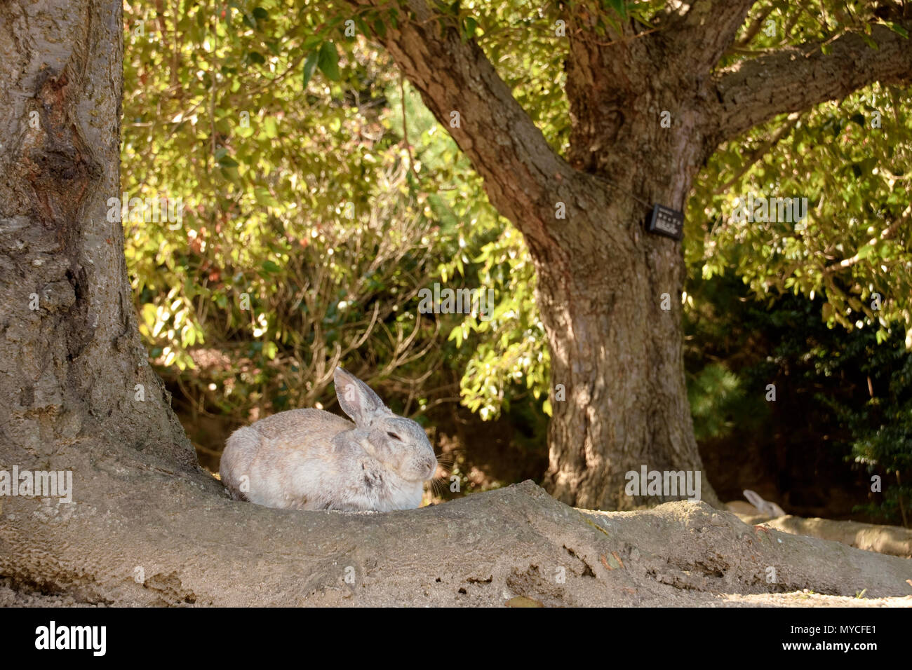 Baby wild rabbits hi-res stock photography and images - Alamy