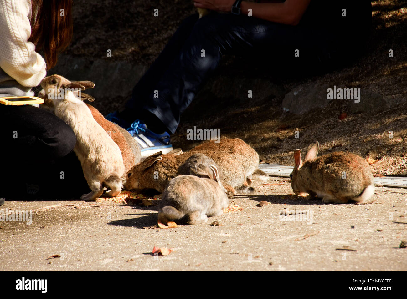 cute wild bunny rabbits in japan's rabbit island, okunoshima Stock ...