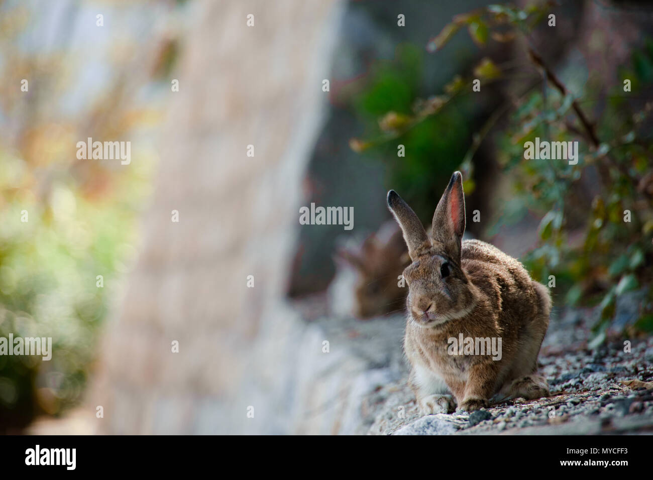 cute wild bunny rabbits in japan's rabbit island, okunoshima Stock ...