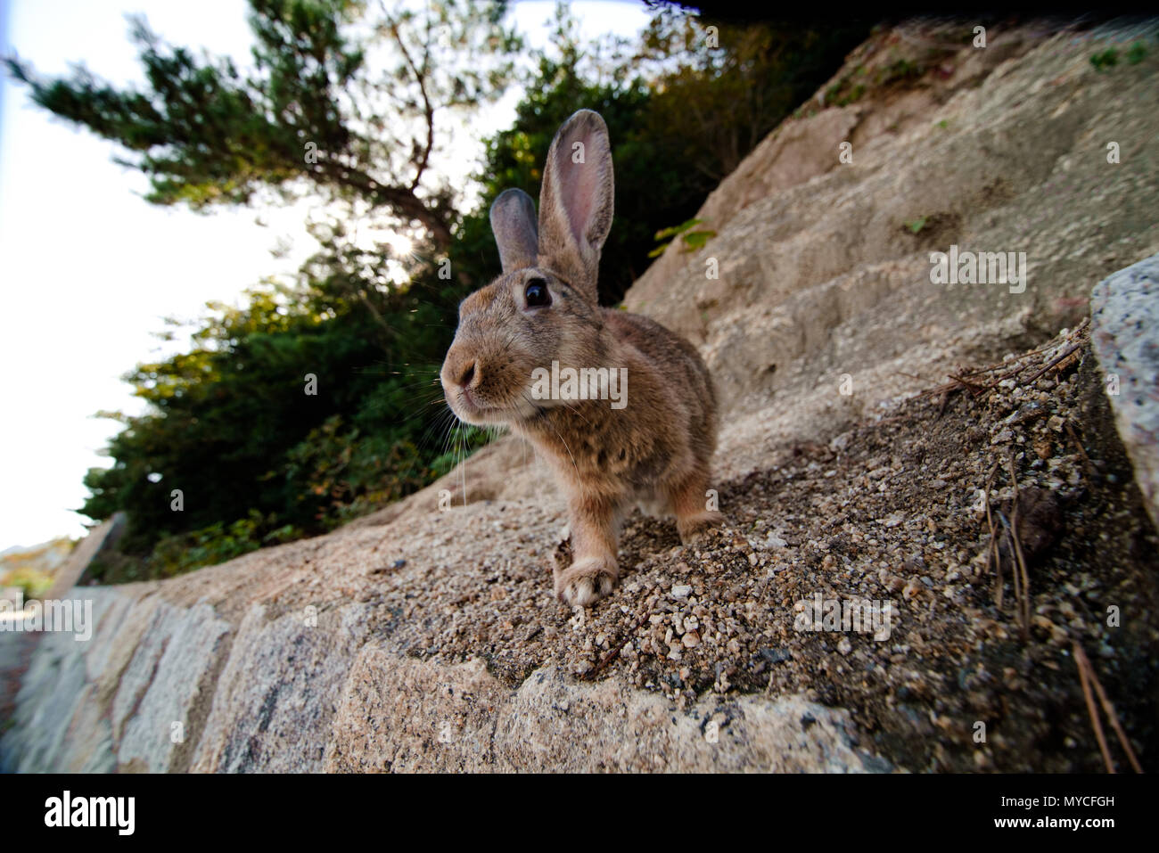 cute wild bunny rabbits in japan's rabbit island, okunoshima Stock ...